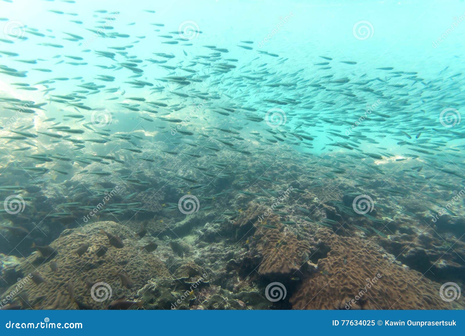 Group of Small Coral Fish Move Stock Image - Image of white, fish: 77634025