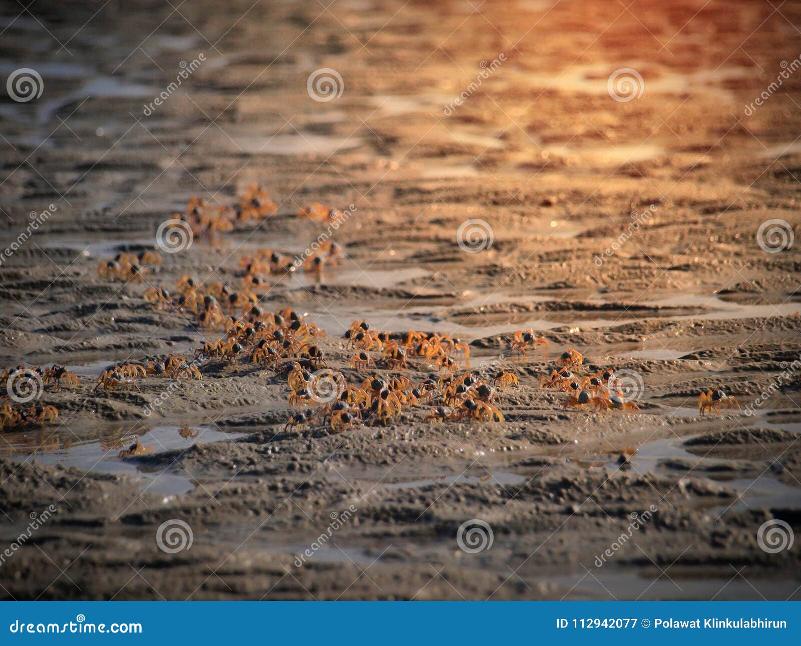 Small Crab Moving on the Beach Stock Image - Image of seaside, land ...