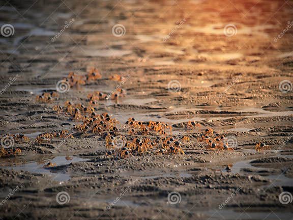 Small Crab Moving on the Beach Stock Image - Image of seaside, land ...