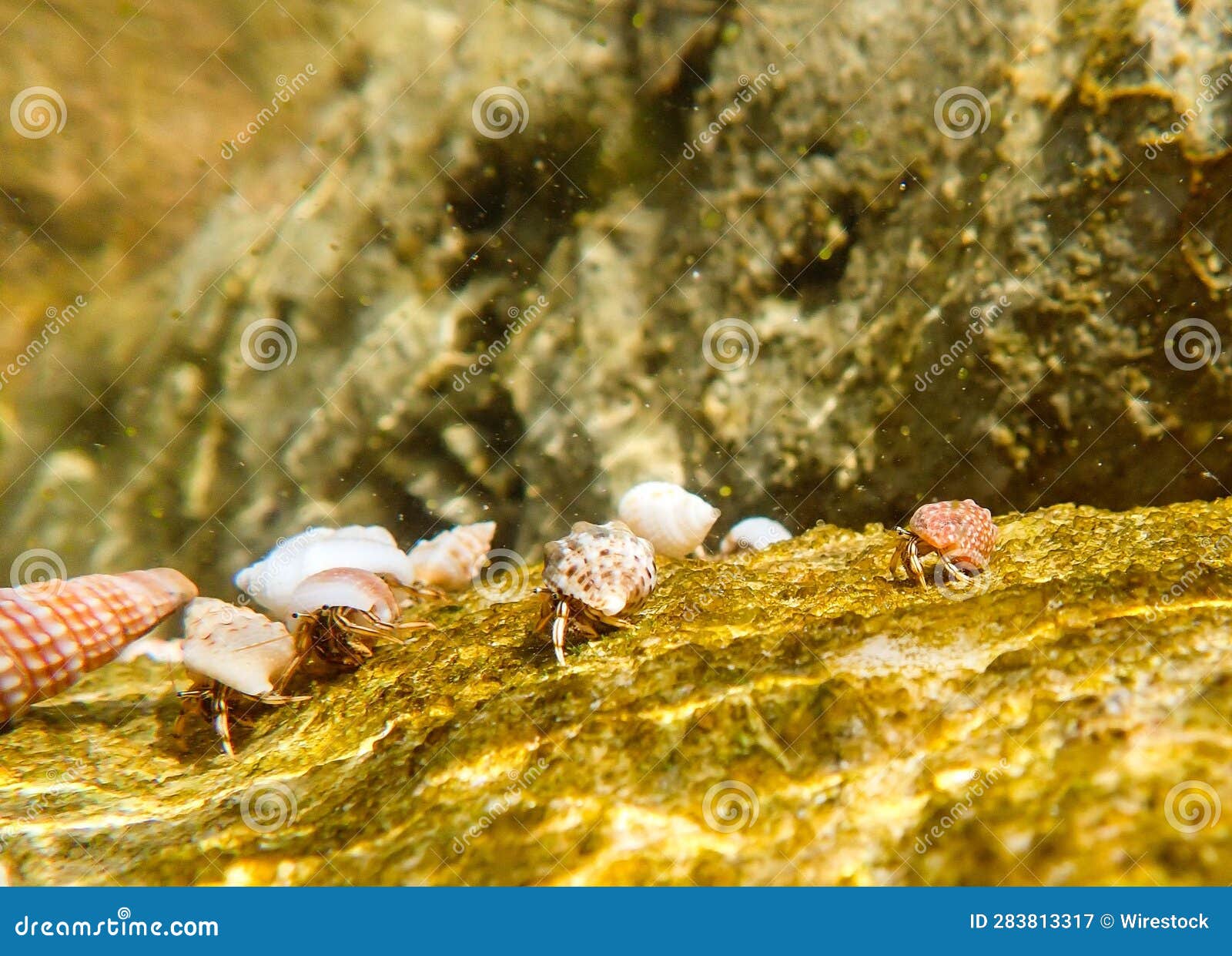 Group of Small Crustaceans Walking in Unison Across a Rock Surface ...