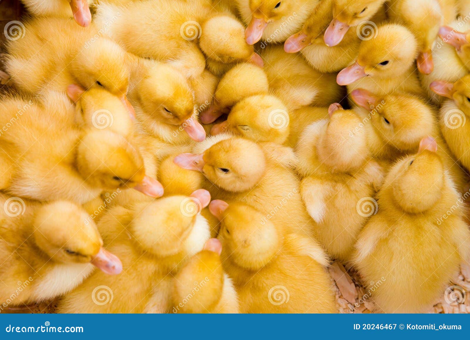 Group of Small Cute Ducklings Stock Image - Image of adorable ...