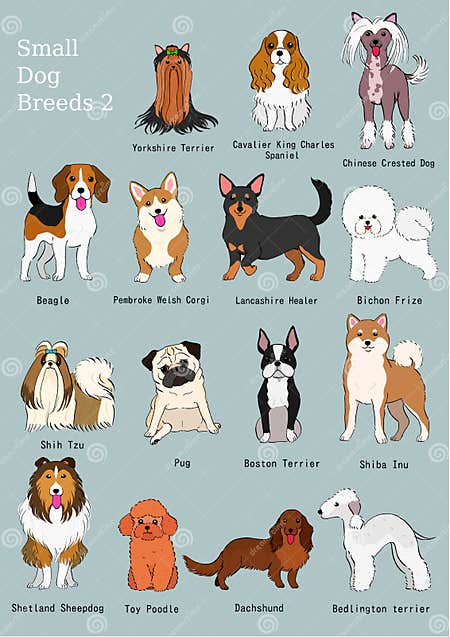Group of Small Dogs Breeds Hand Drawn Chart Stock Vector - Illustration ...