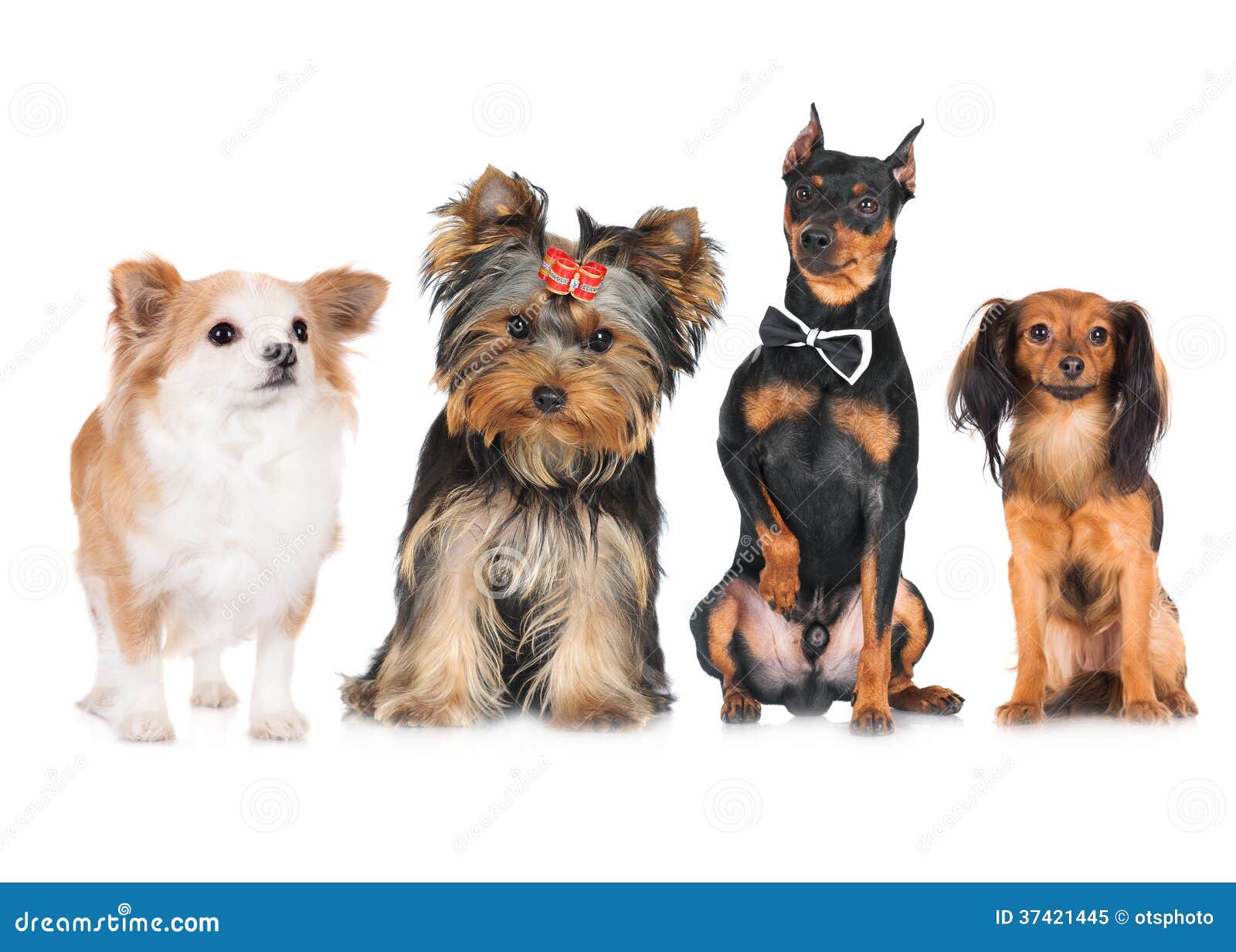 Group of small dogs stock image. Image of domestic, studio - 37421445