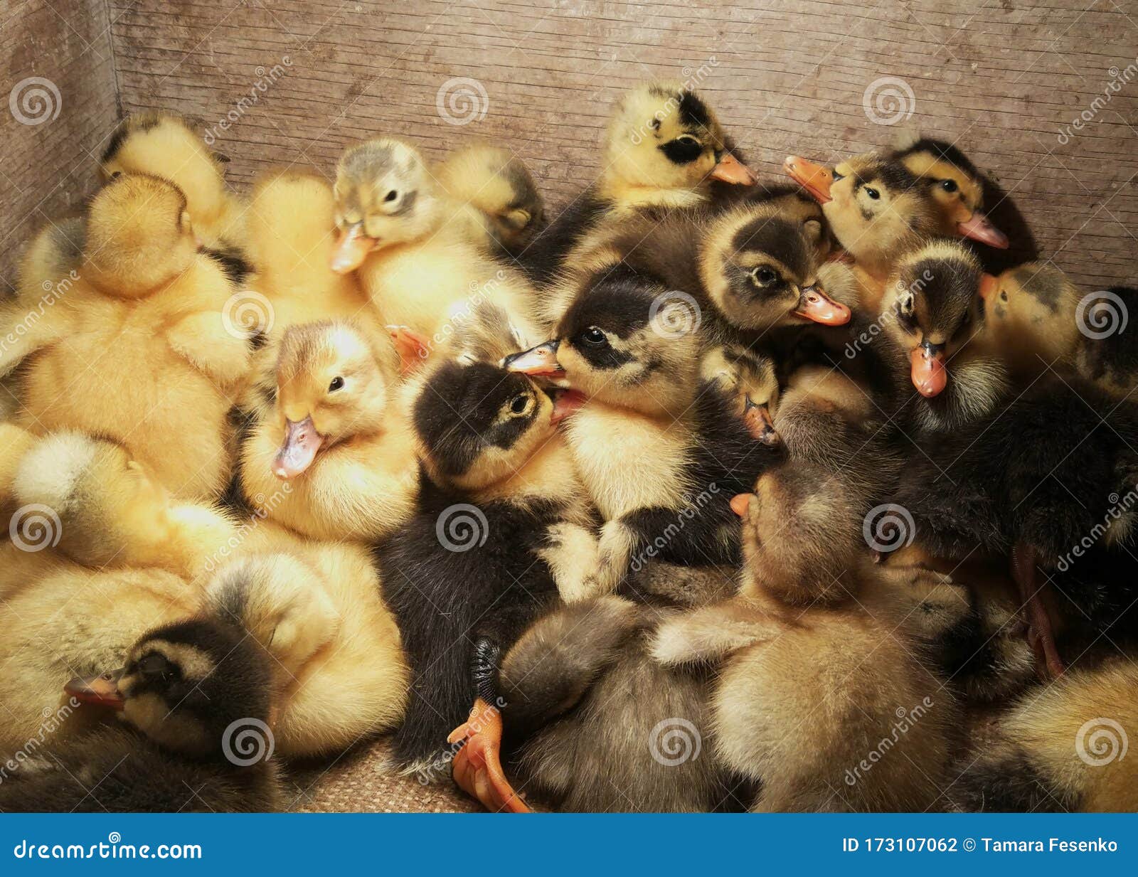 Group of Small Ducklings in a Box Stock Photo - Image of little ...