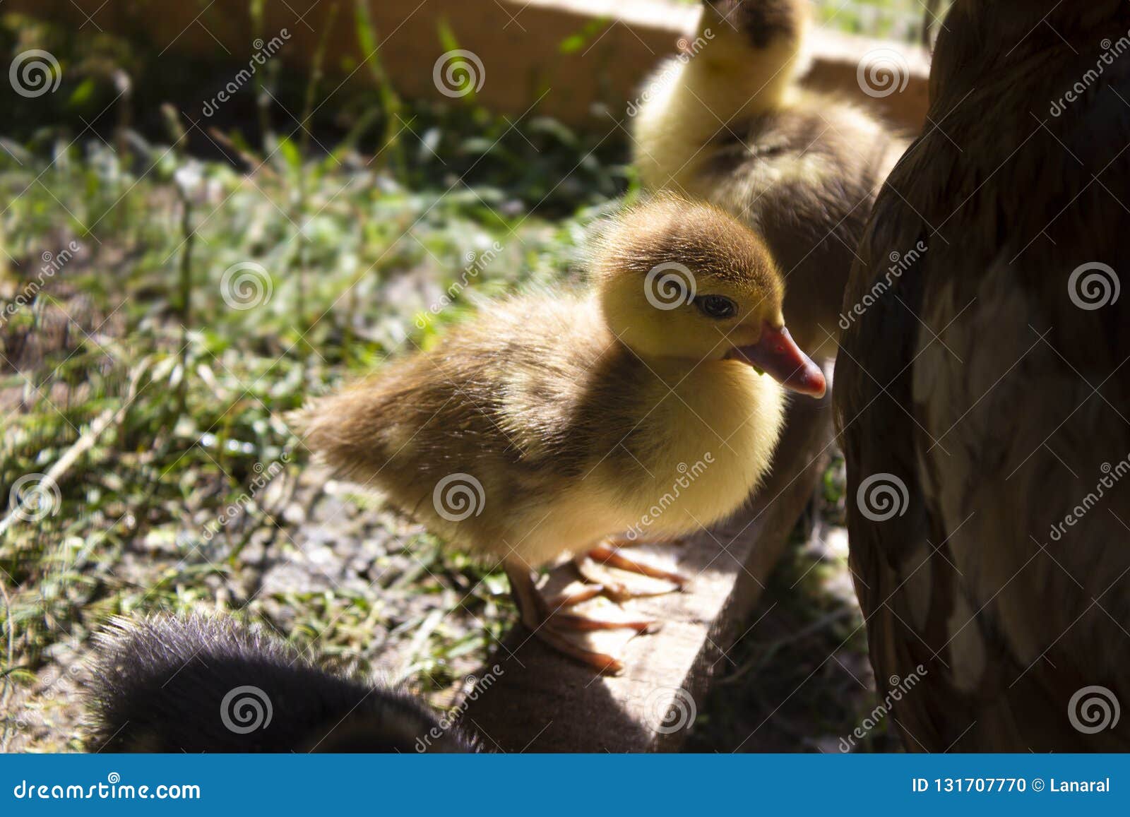 Group Small Ducklings Eating on Groun in the Farm Stock Photo - Image ...