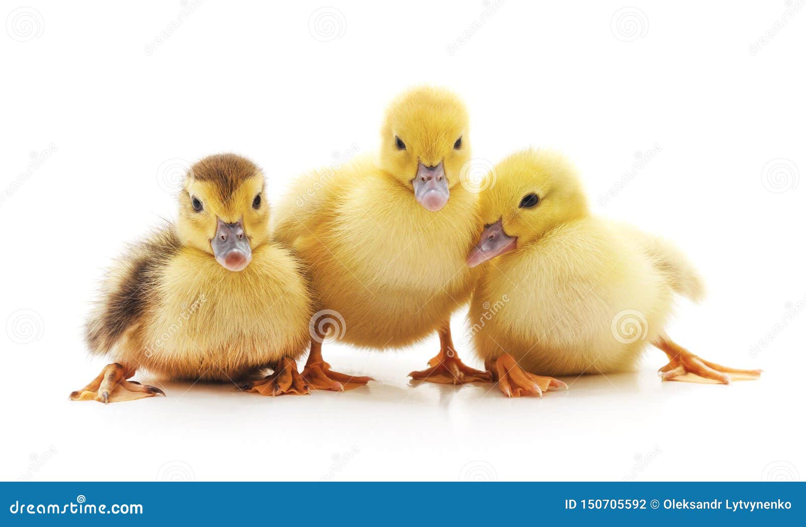 Group of small ducklings stock photo. Image of beauty - 150705592