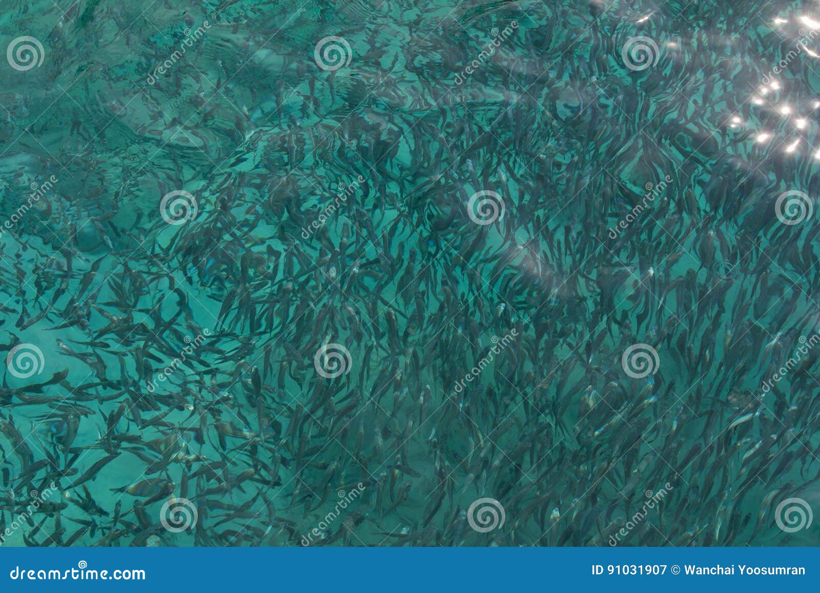 Group of Small Fish in Blue Sea Stock Image - Image of group, direction ...