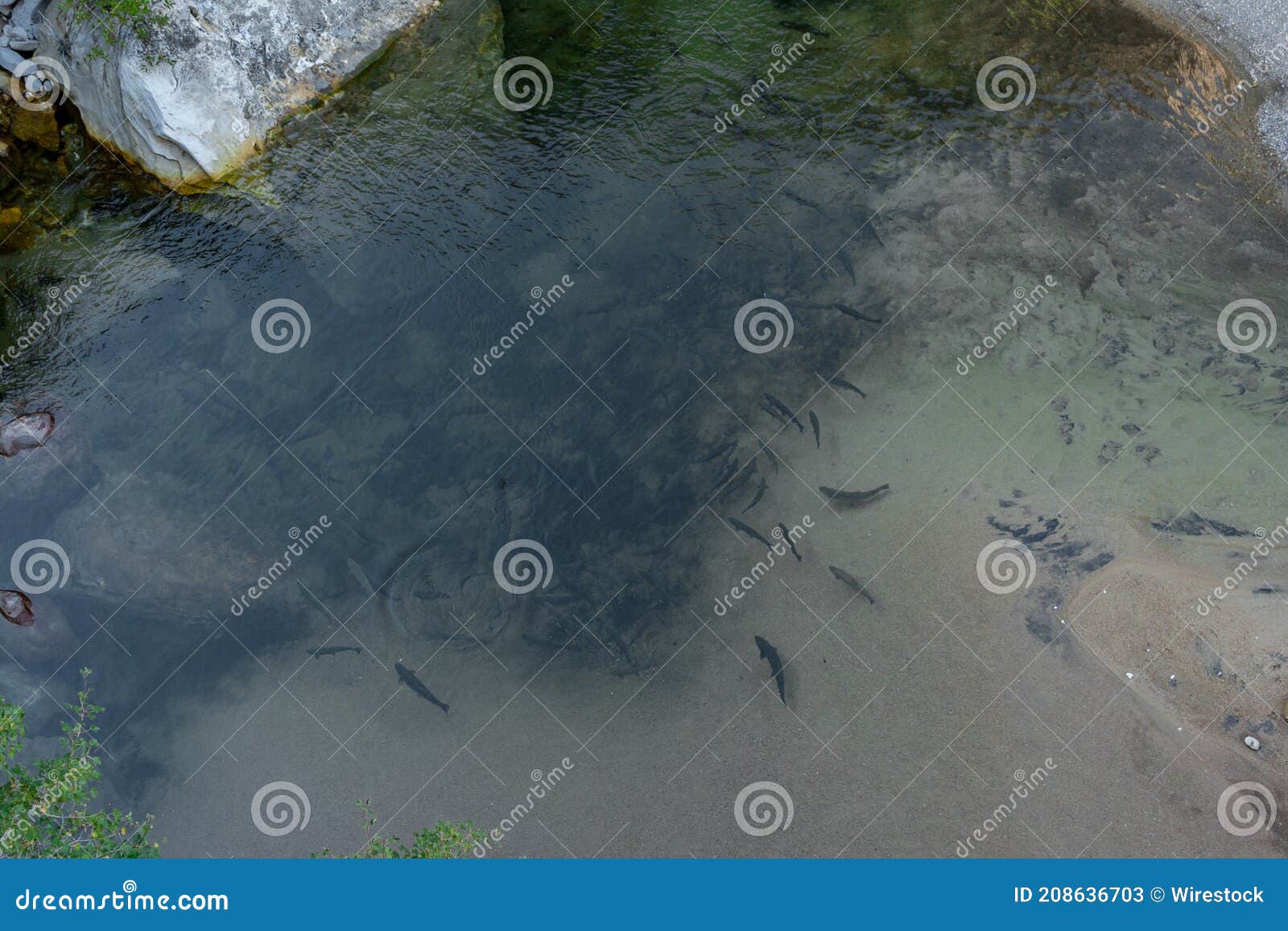 Group of Small Fish in a Dirty River at Daytime Stock Image - Image of ...