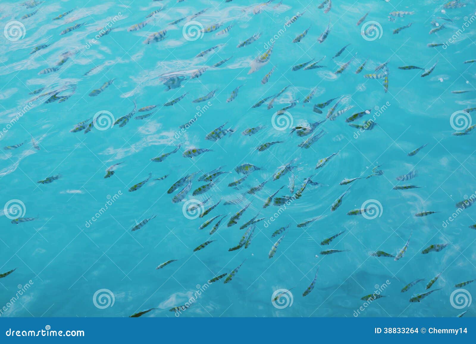 Group of Small Fish at Sea Surface Stock Photo - Image of beautiful ...