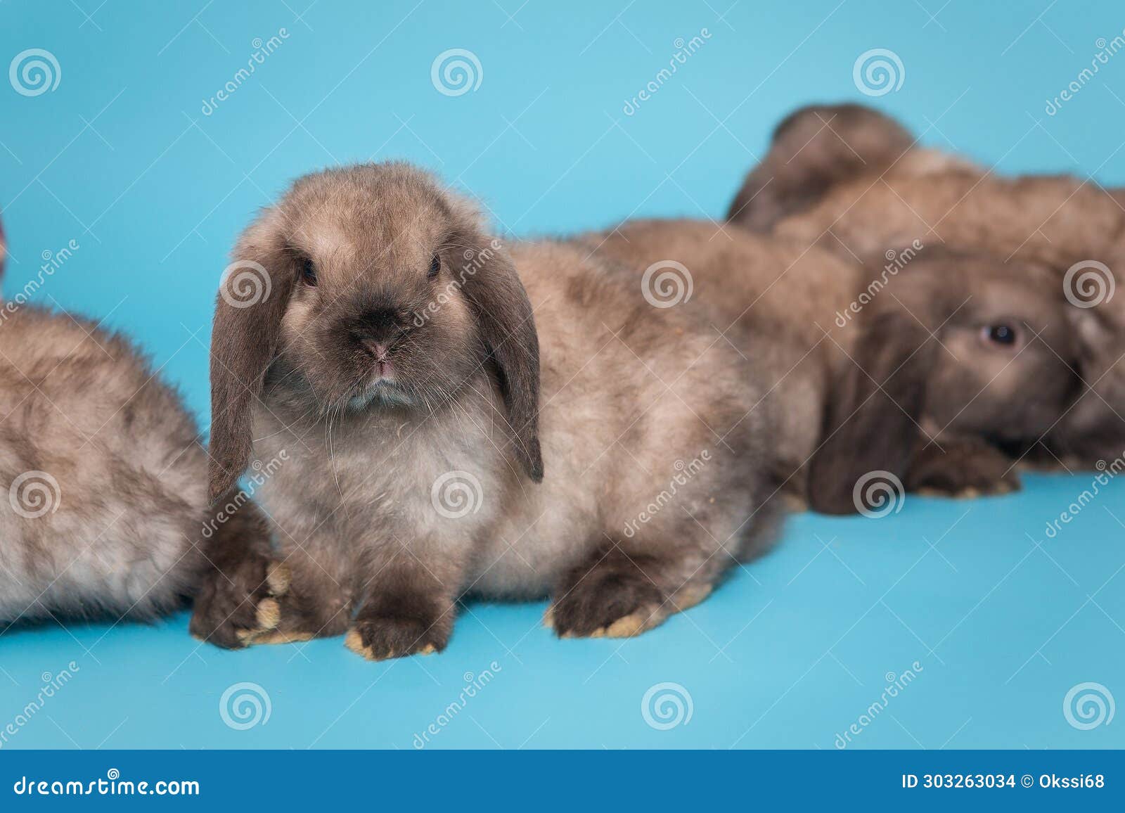 Group of Small Fold-eared Rabbits Stock Photo - Image of face, farm ...