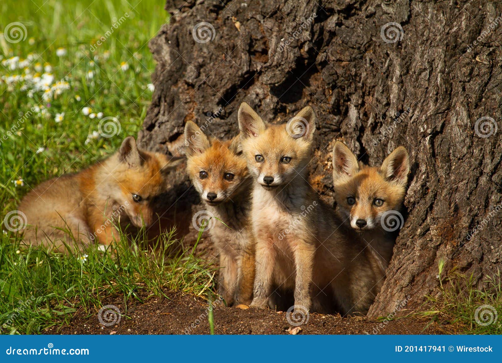 Group of Small Foxes Sitting by the Tree Stock Image - Image of fauna ...
