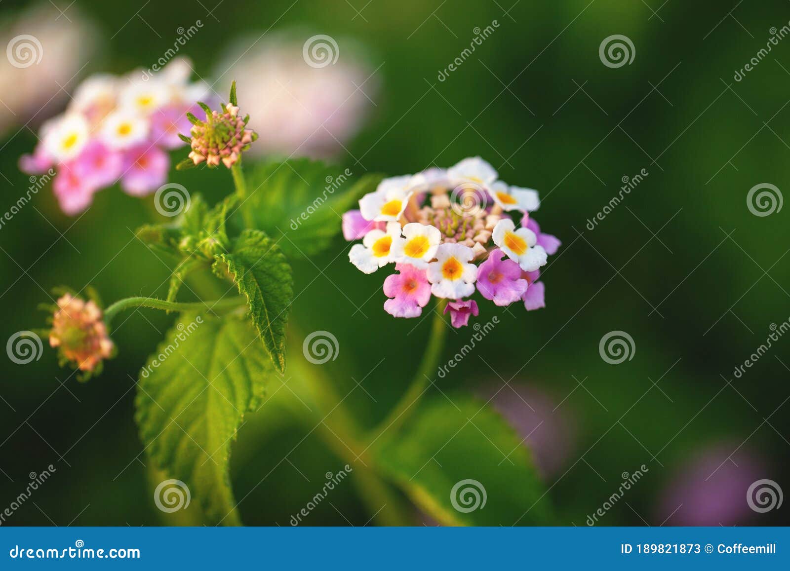 A Group of Small Fragile Flowers Lantana Camara Stock Image - Image of ...