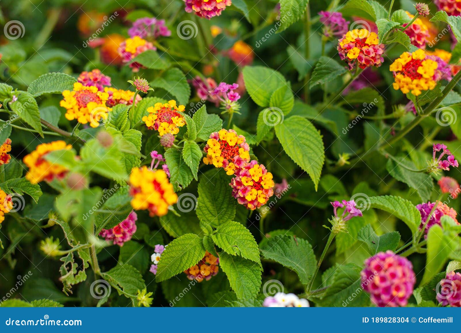 Group Of Lantana Flower Stock Photo | CartoonDealer.com #91371672