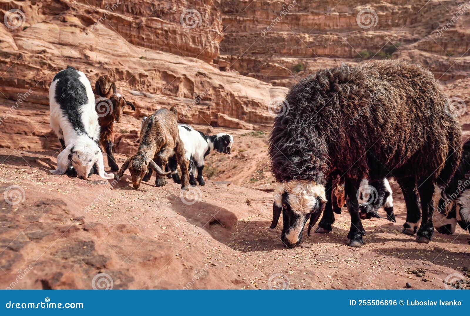 Group of Small Goats Grazing on Grain in Rocky Mountainous Terrain ...
