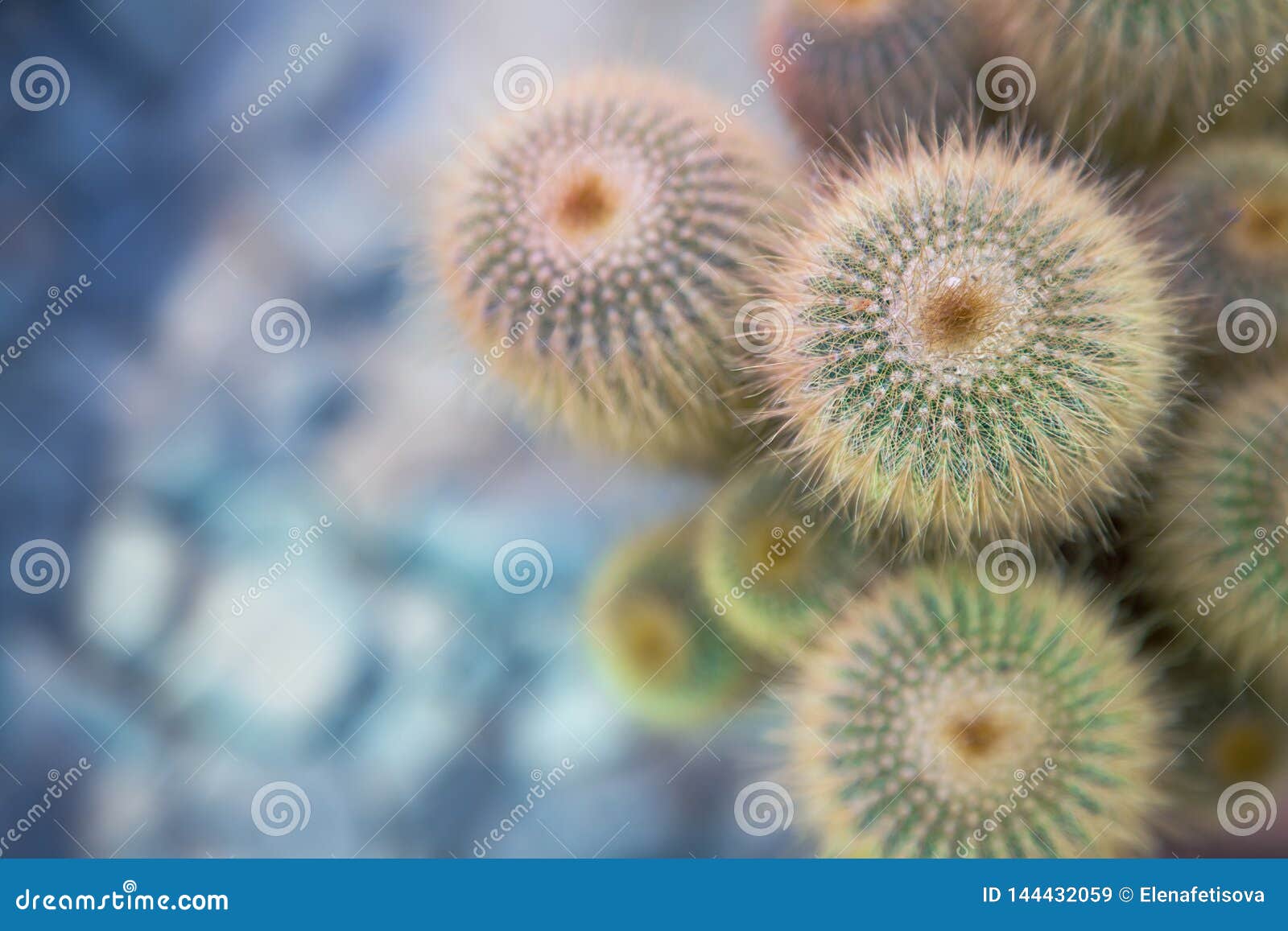 Group of Small Green Cacti,top View and Copy Space Stock Image - Image ...