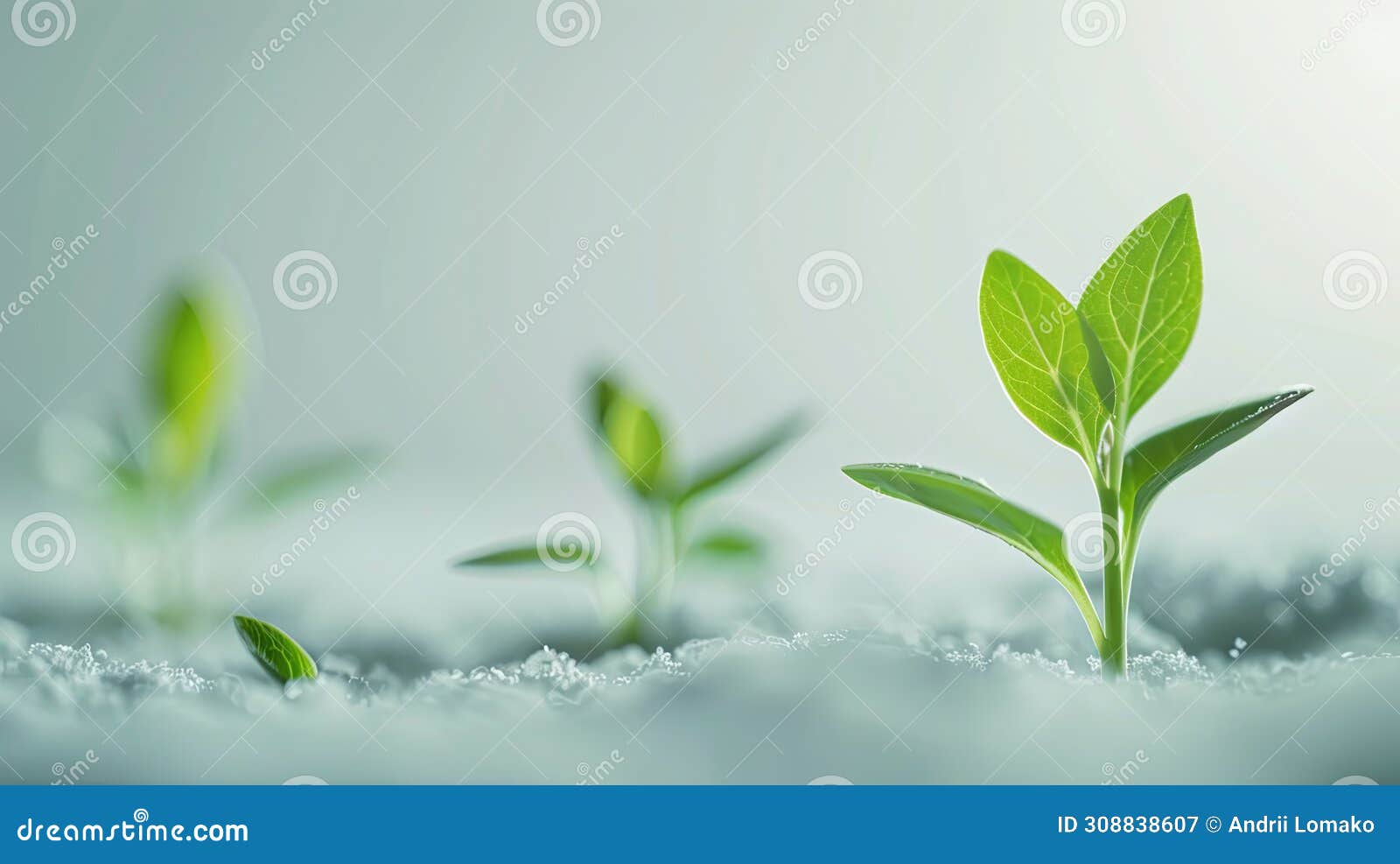 Group of Small Green Plants Sprouting from the Ground Stock Image ...