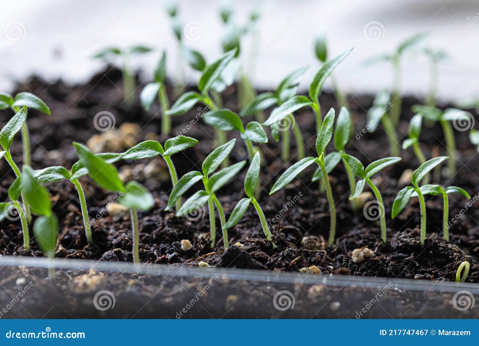 Group of Small Green Sprouts Stock Image - Image of group, ecology ...