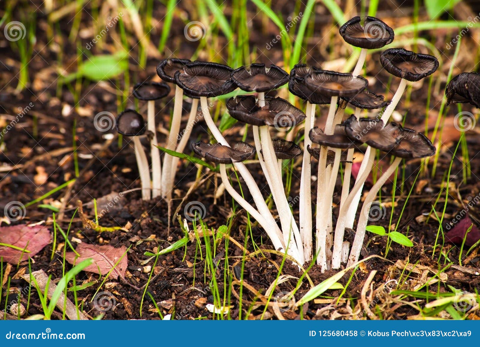 Group of small mushrooms stock photo. Image of mushroom - 125680458