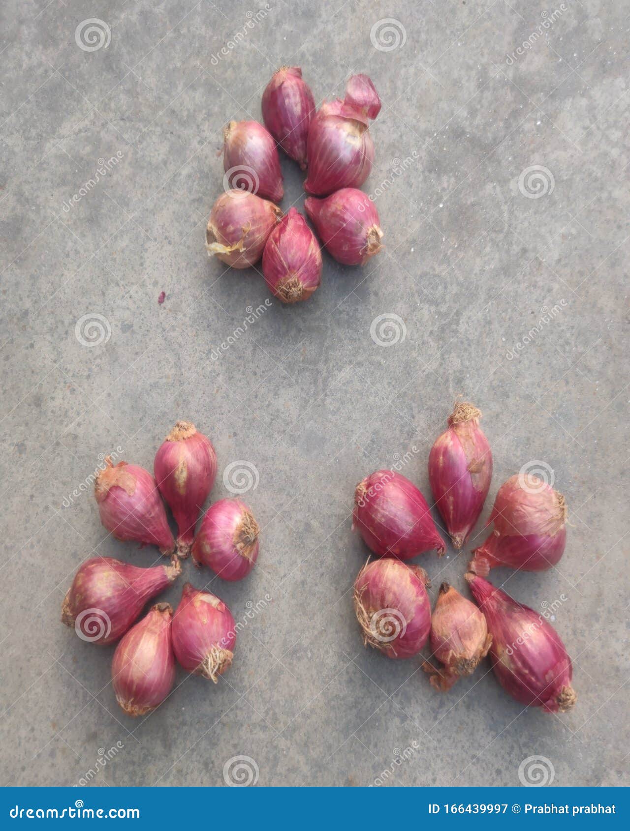 Group of small onions . stock image. Image of abstract - 166439997