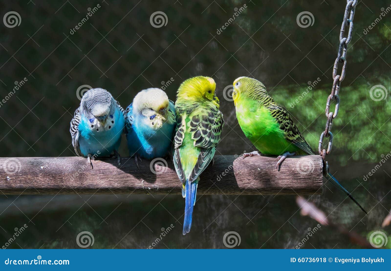 Group of small parakeets stock photo. Image of gossips - 60736918