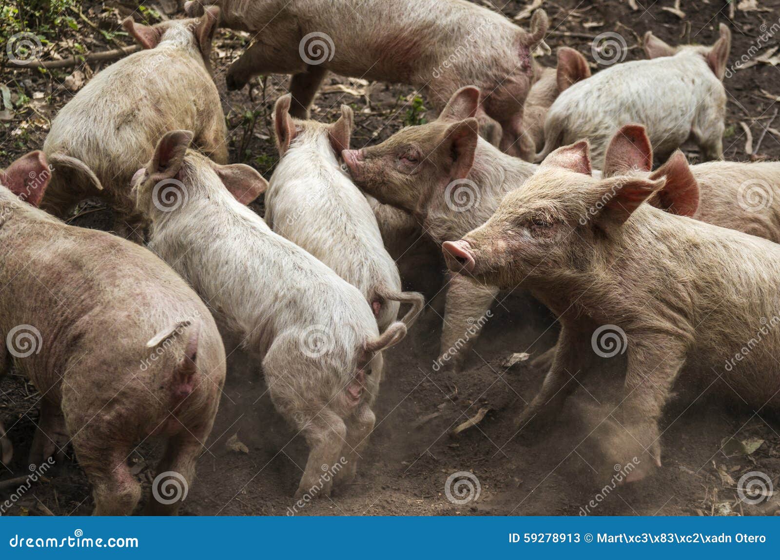 Group of small pigs stock image. Image of white, livestock - 59278913