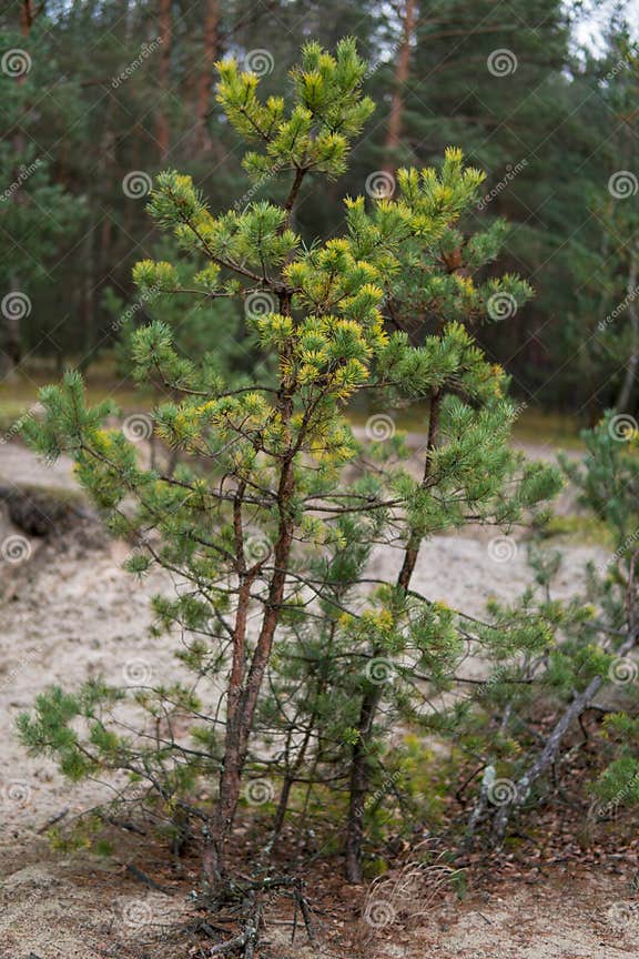 Small pine trees stock image. Image of nature, trees - 106357049