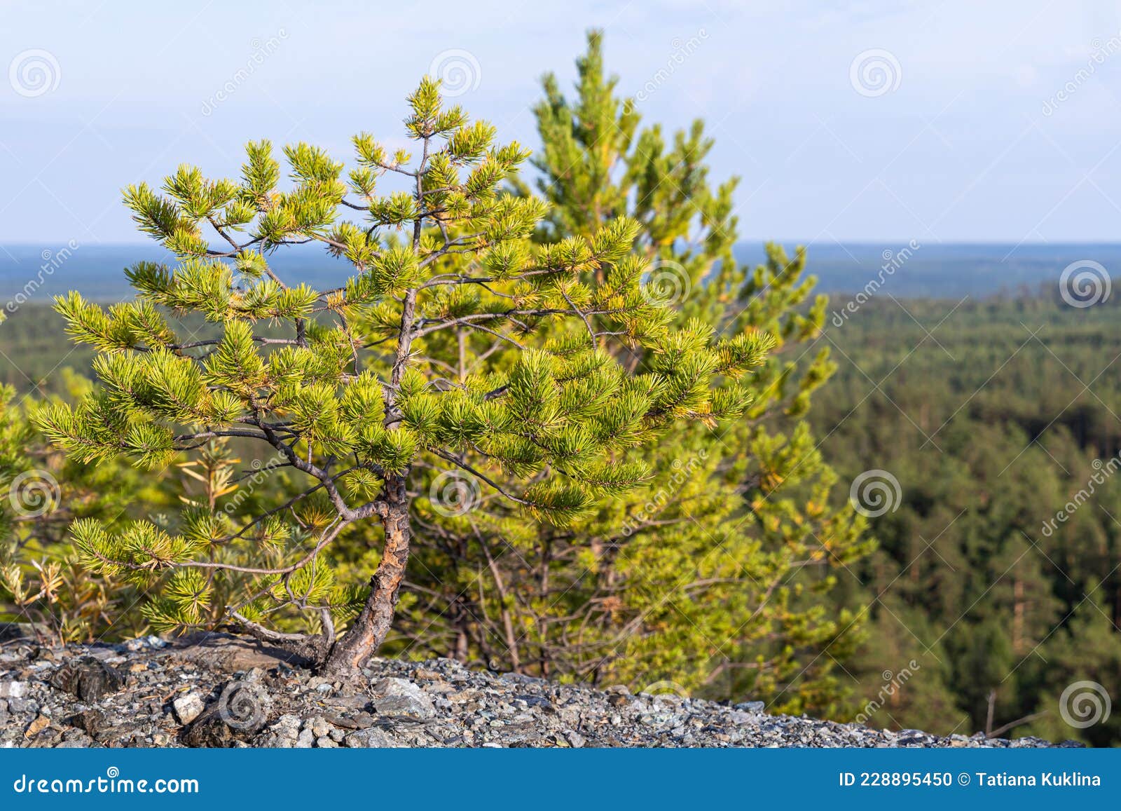 Group of Small Pines are by a Lake in a Park in the Summer Day. Stock ...