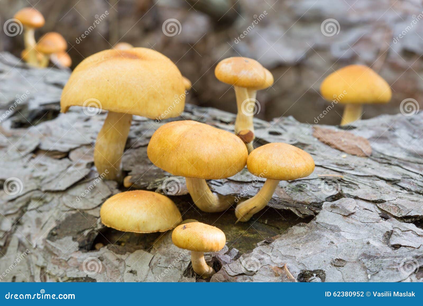 Group of Small Poisonous Mushrooms Stock Photo - Image of poison ...