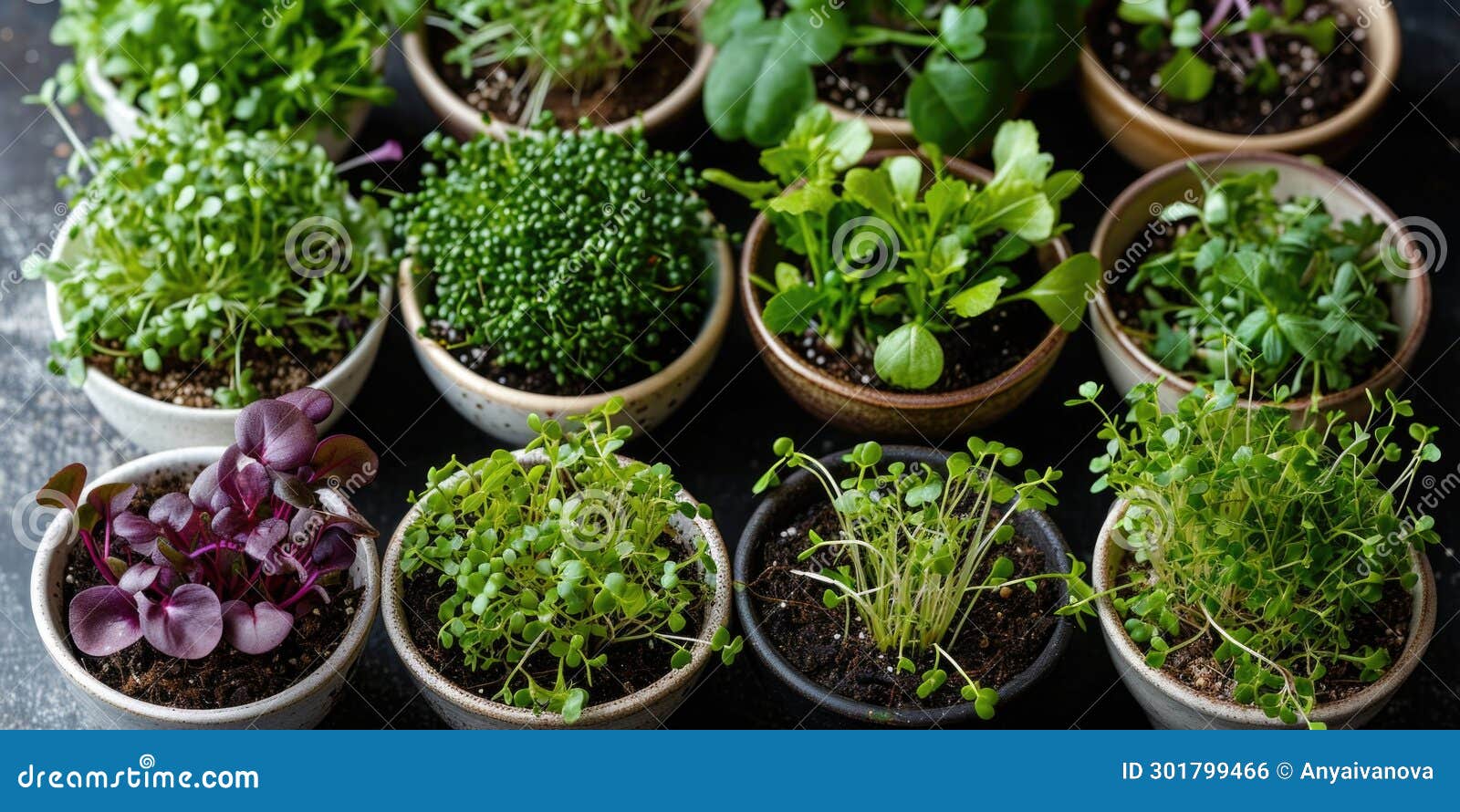 A Group of Small Pots Filled with Different Types of Plants Stock Photo ...