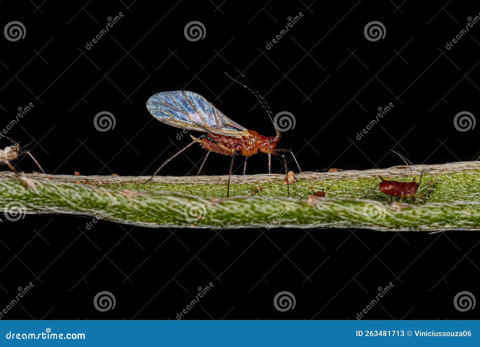 Group of small red aphids stock image. Image of macrosiphini - 263481713