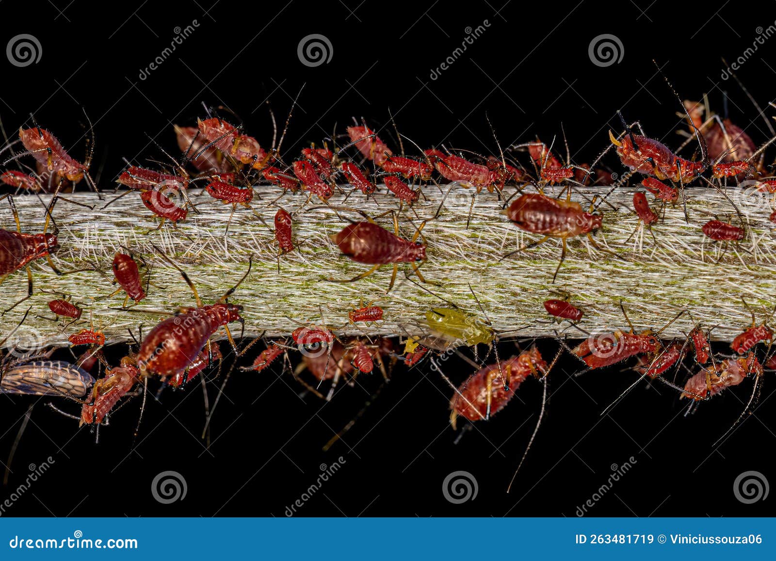 Group of small red aphids stock image. Image of animal - 263481719