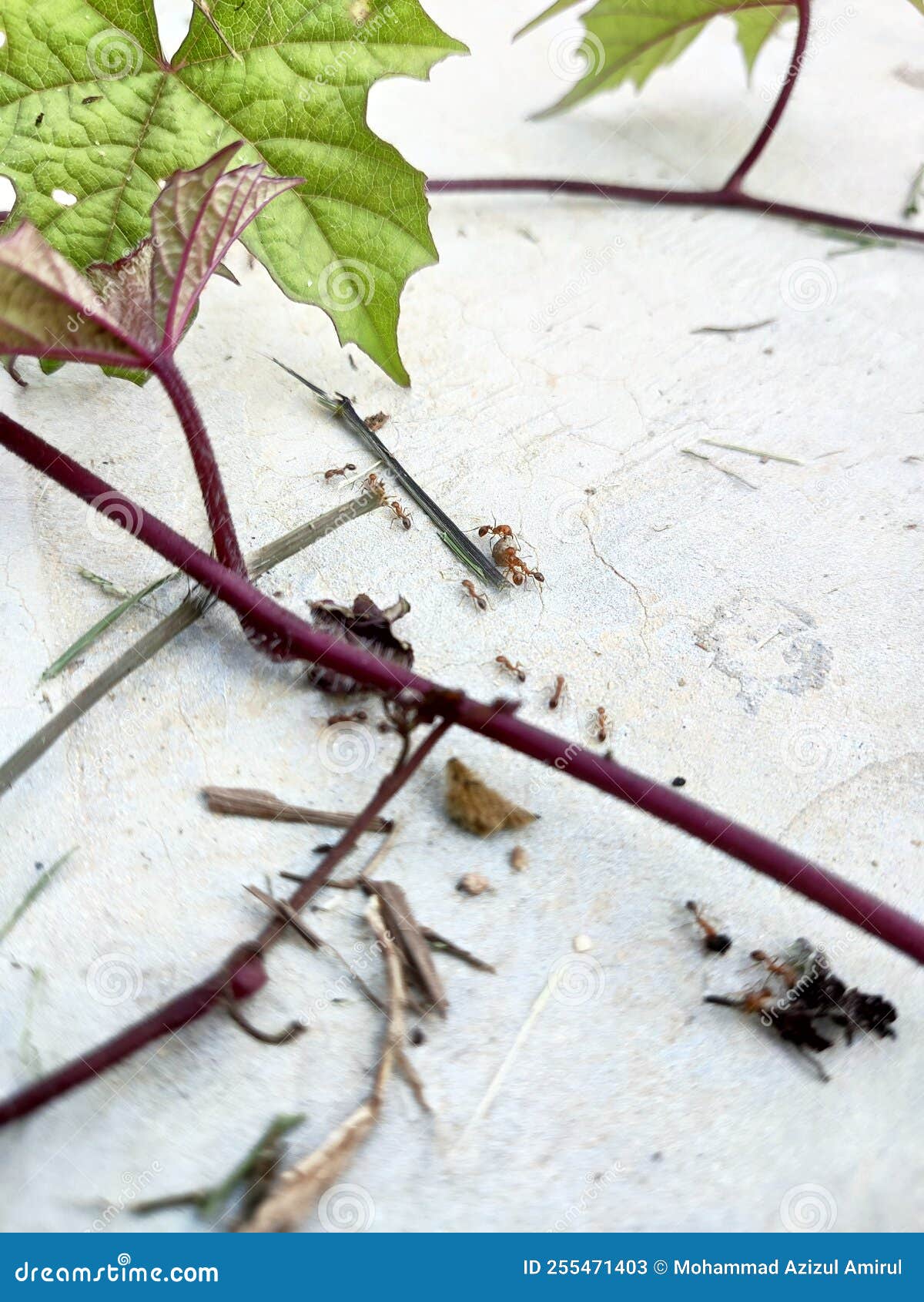 A Group of Small Red Tropical Fire Ants Run and Fight for Food Stock ...