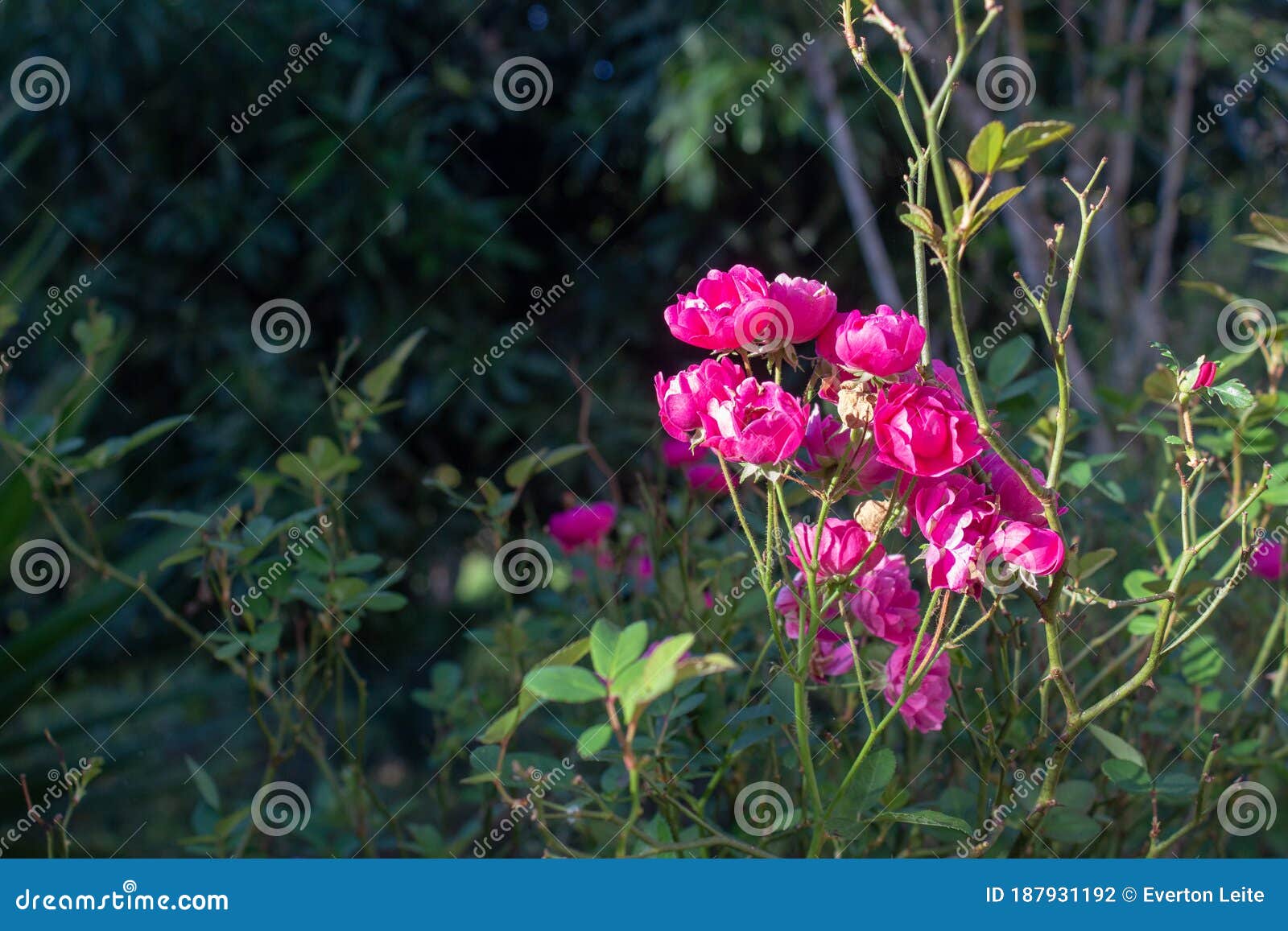 Group of Small Rose Flowers yet in the Stalk Stock Photo - Image of ...