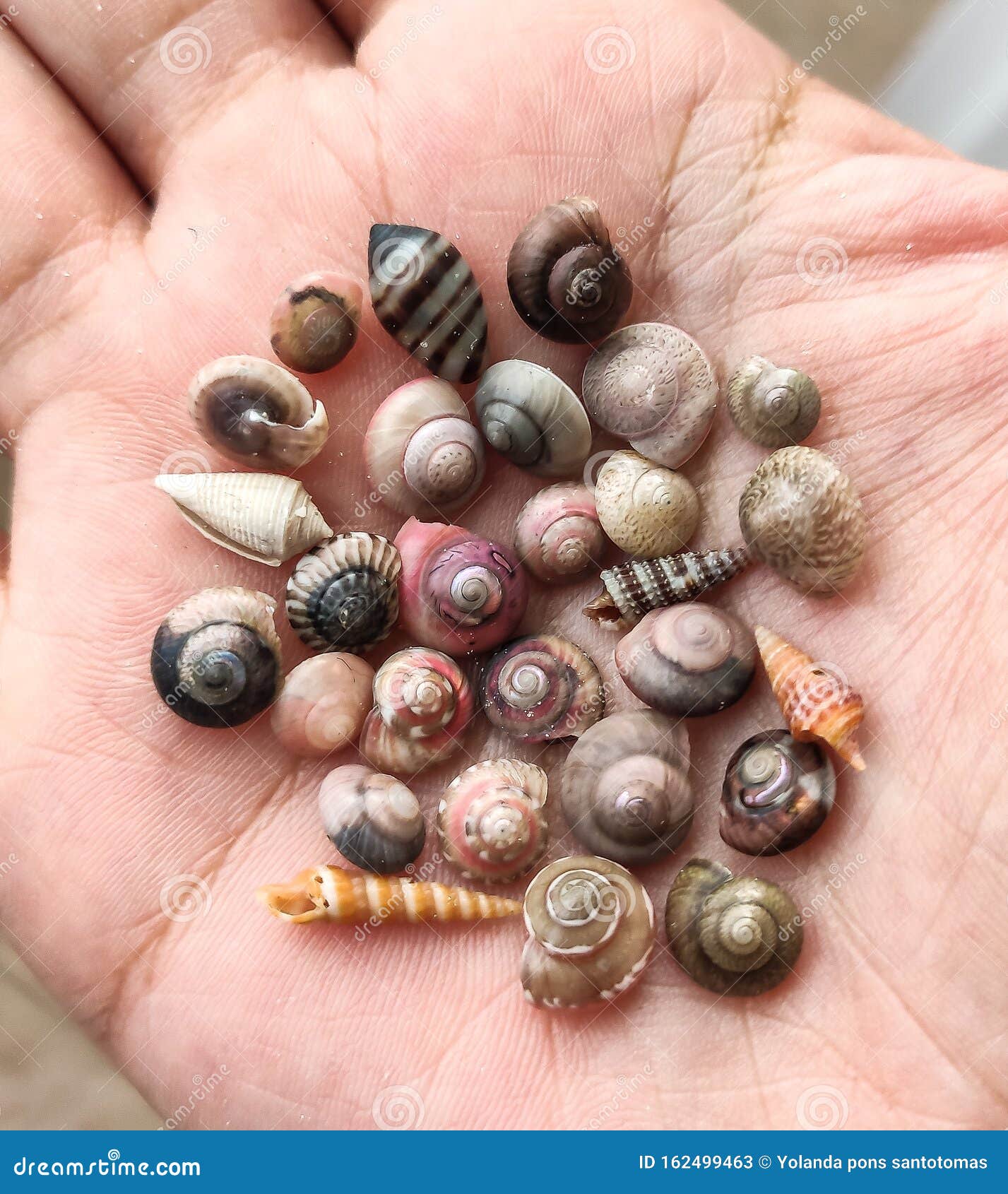 Group of Small Sea Shells in Hand Stock Image - Image of small, shells ...
