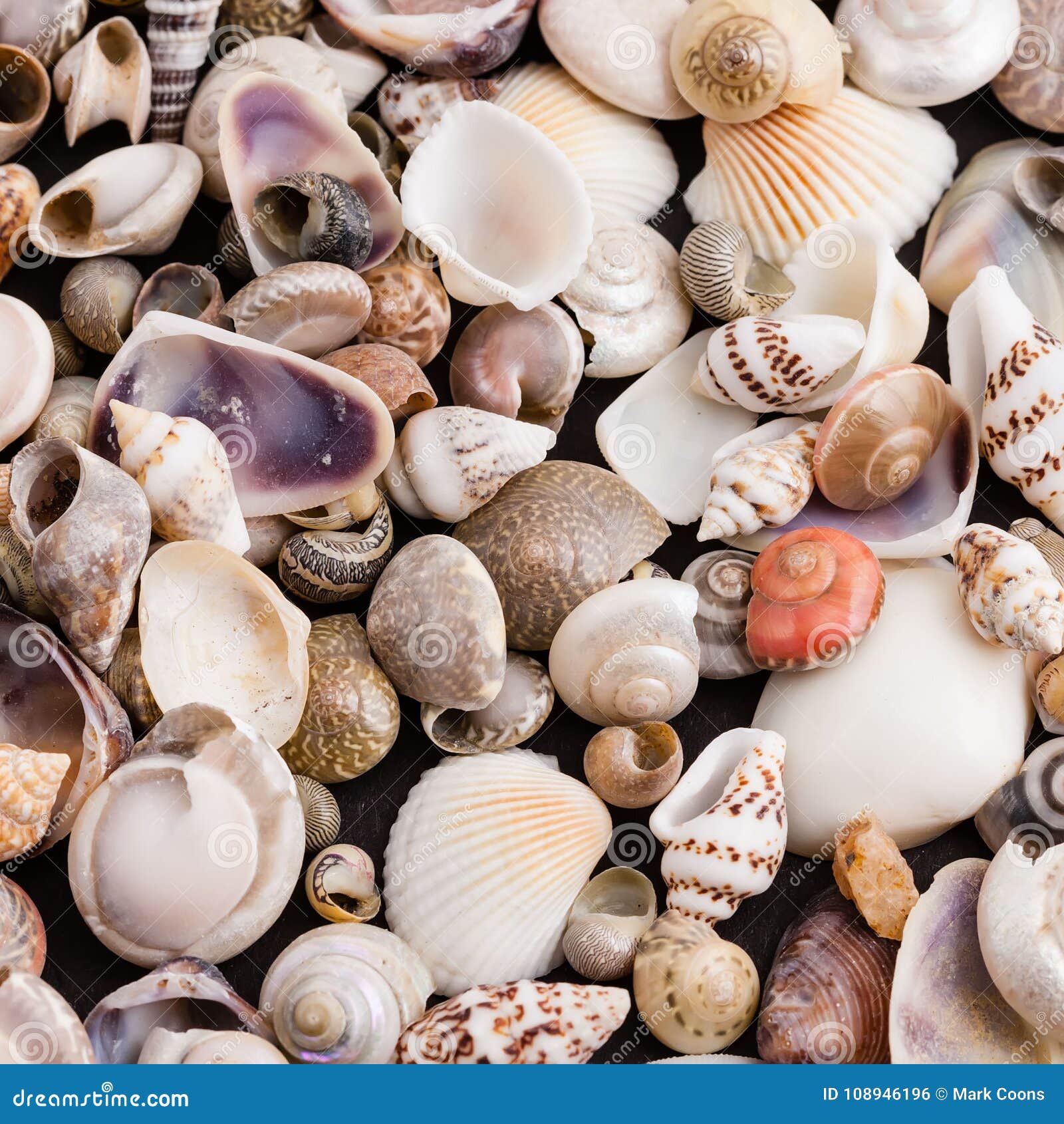 Group of Small Sea Shells from the Sea Shore Stock Photo - Image of ...