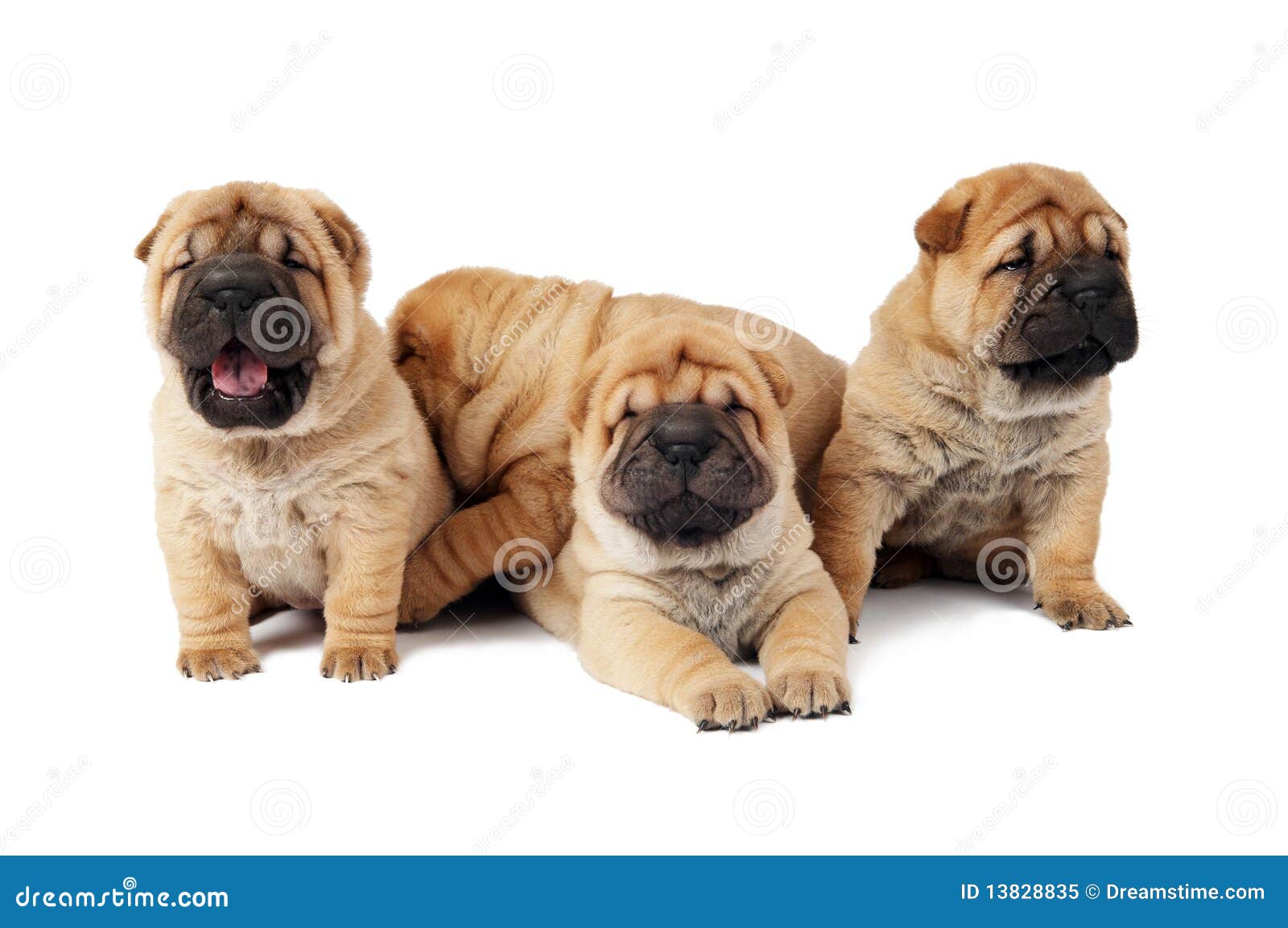 Group of small sharpei dog stock image. Image of canine - 13828835