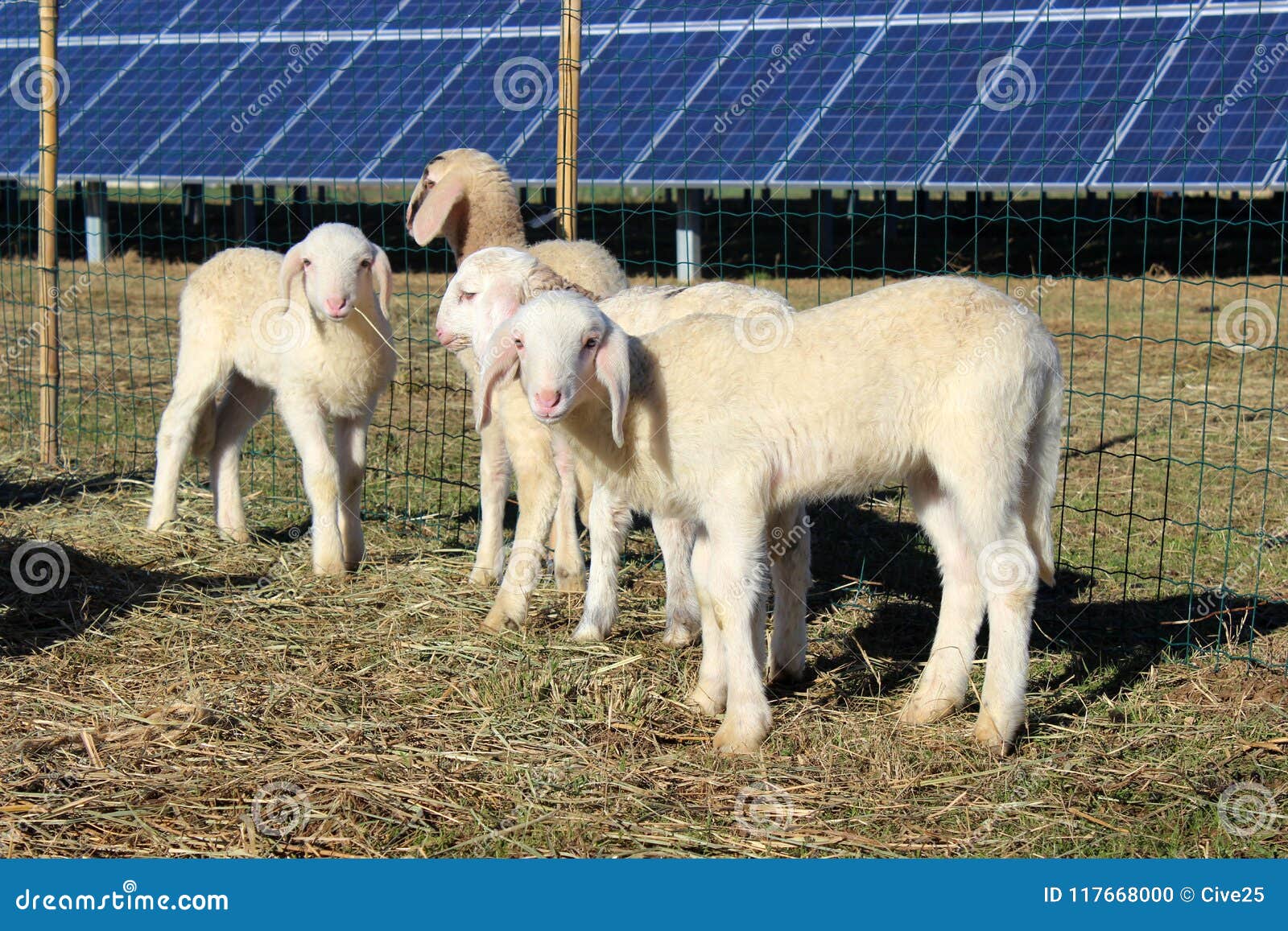 Little sheep playing stock photo. Image of meadow, mammal - 117668000