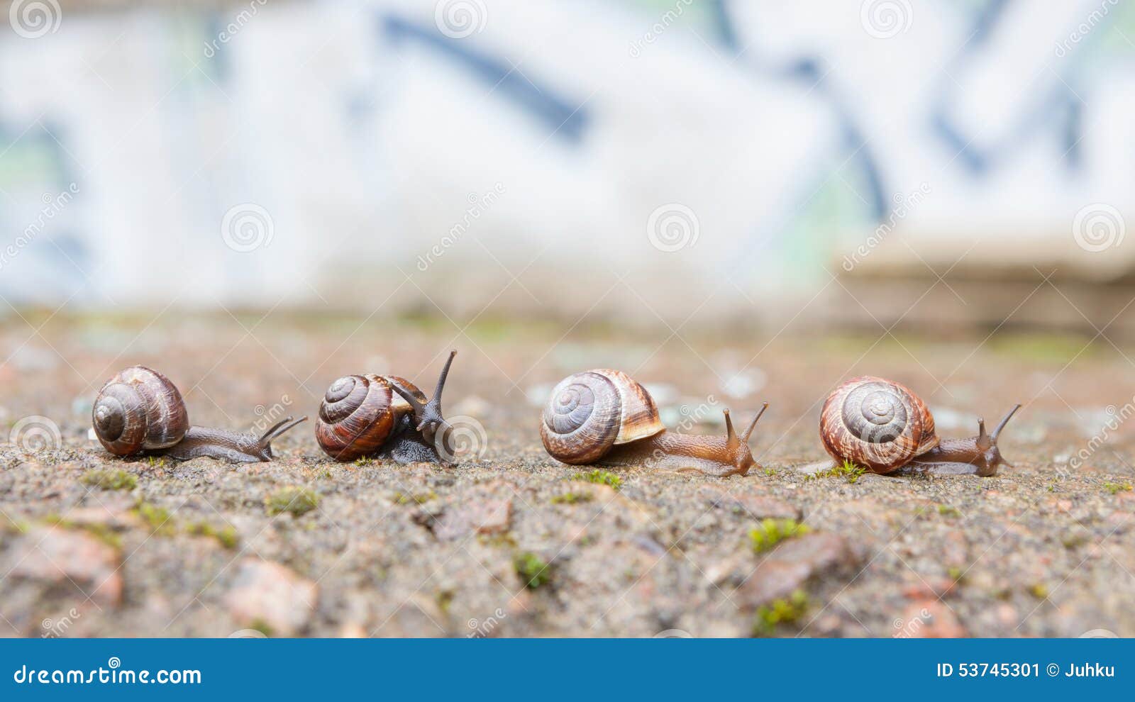 Group of Small Snails Going Forward Stock Image - Image of queue ...
