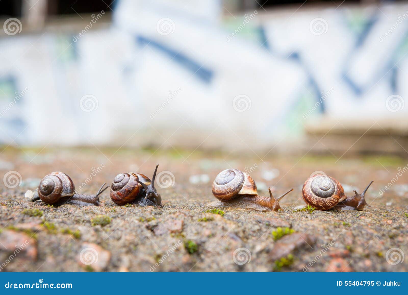 Group of Small Snails Going Forward Stock Image - Image of line ...