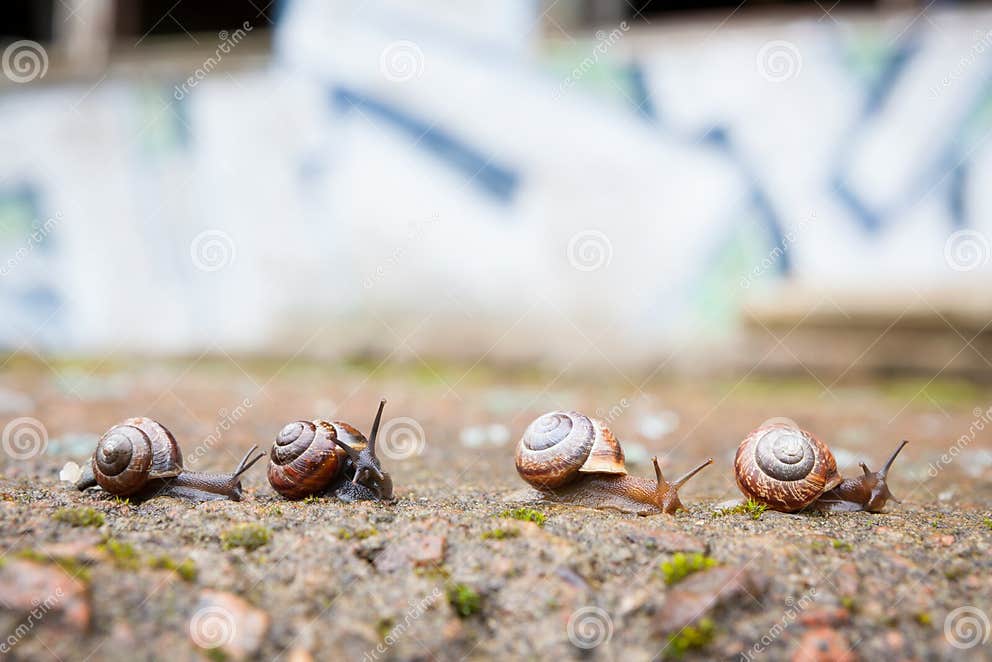Group of Small Snails Going Forward Stock Image - Image of line ...