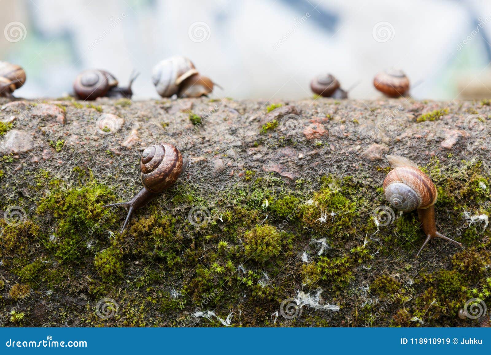 Group of small snails stock image. Image of closeup - 118910919
