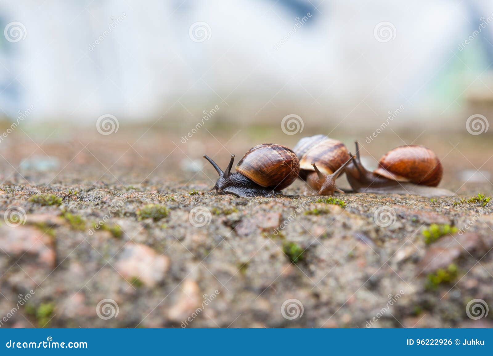 Group of small snails stock photo. Image of crawling - 96222926