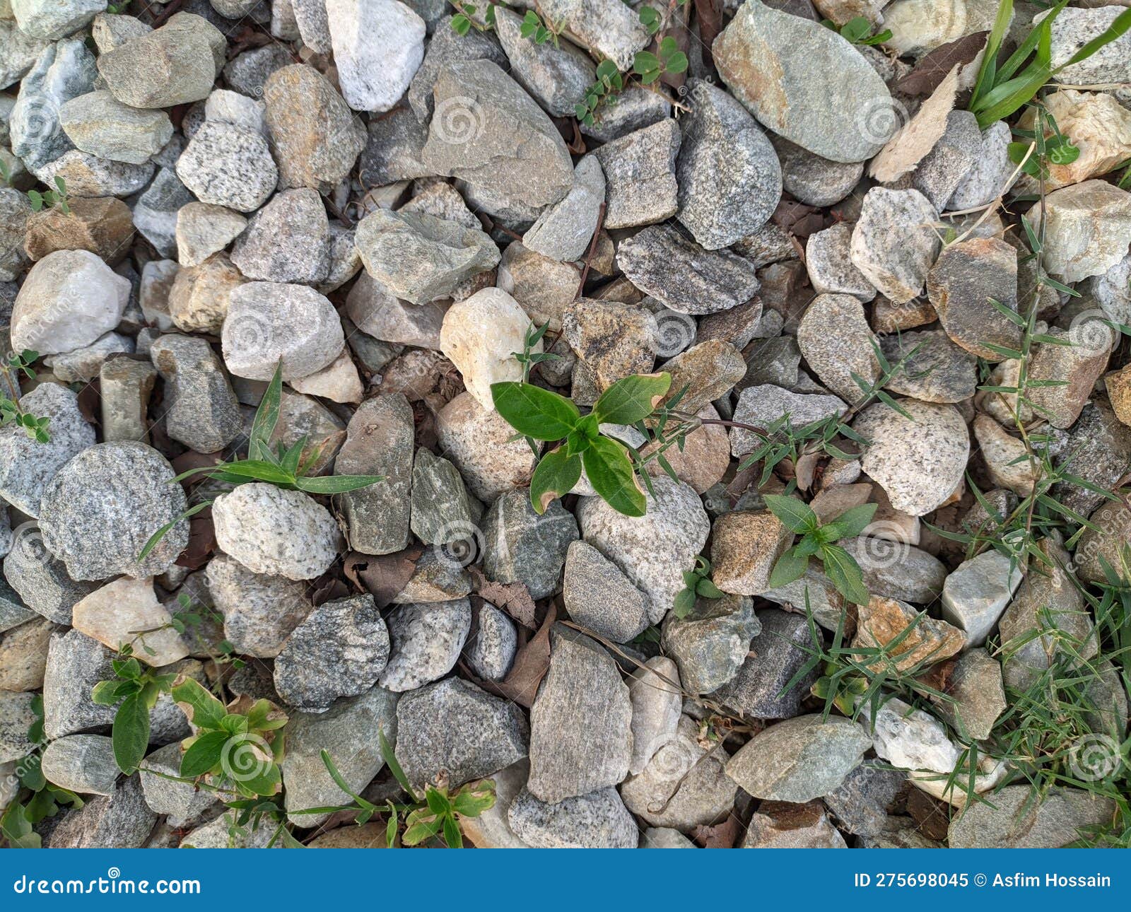 A Group of Small Stone and Small Plants on it Stock Image - Image of ...