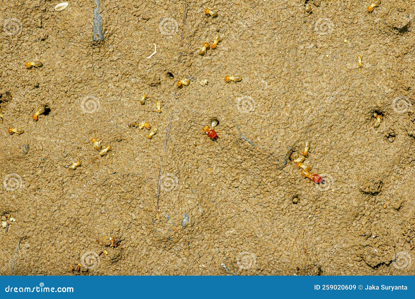 Group of the Small Termite on the Ground. Wild Animal Wallpaper Stock ...