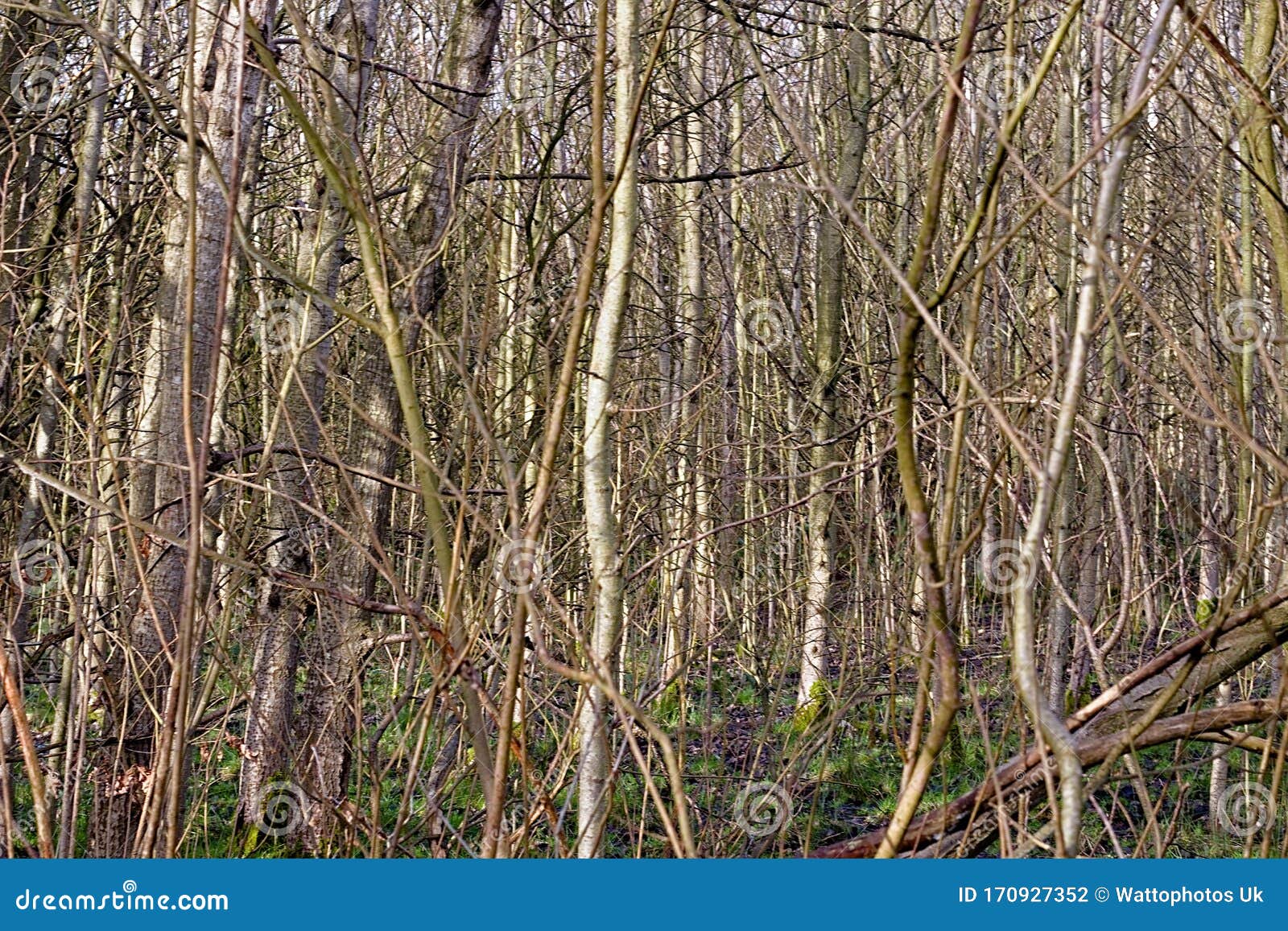 Group of Small Trees in a Forest Background Stock Photo - Image of ...