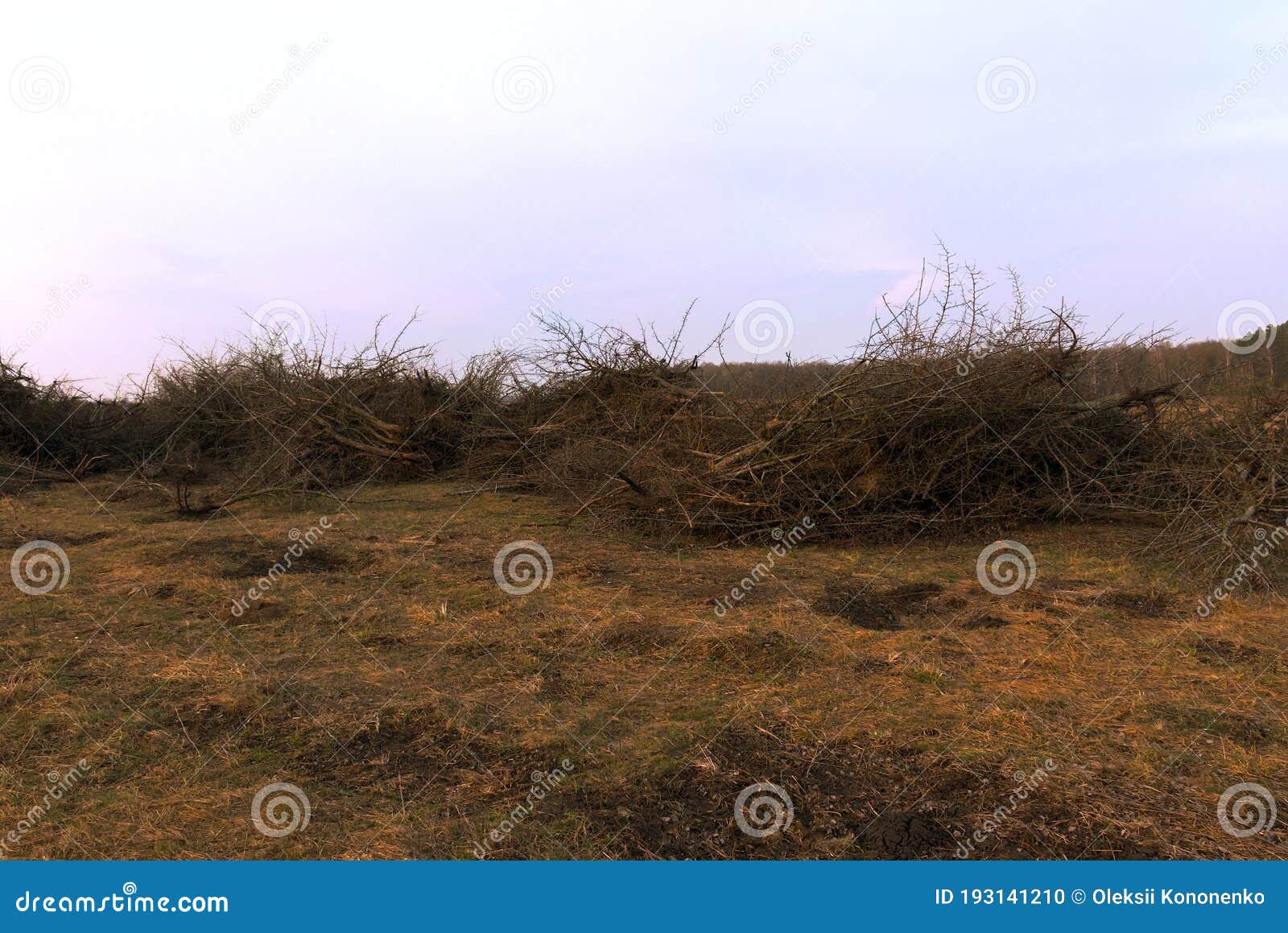 A Group of Small Uprooted Trees in a Field on a Cloudy Evening Stock ...