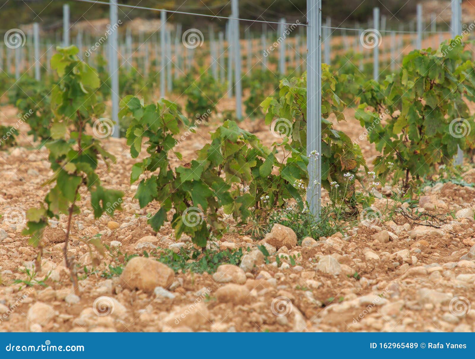 Group of Small Wine Vines in the Field Stock Image - Image of bunch ...
