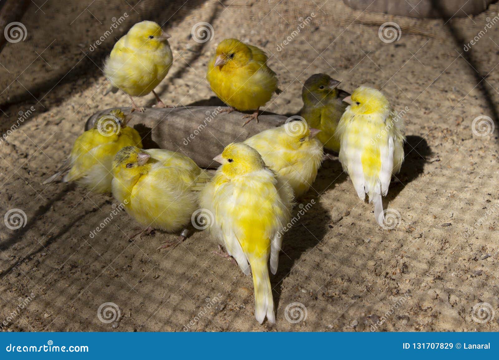 Group Small Yellow Canaries Eating on Ground Stock Image - Image of ...