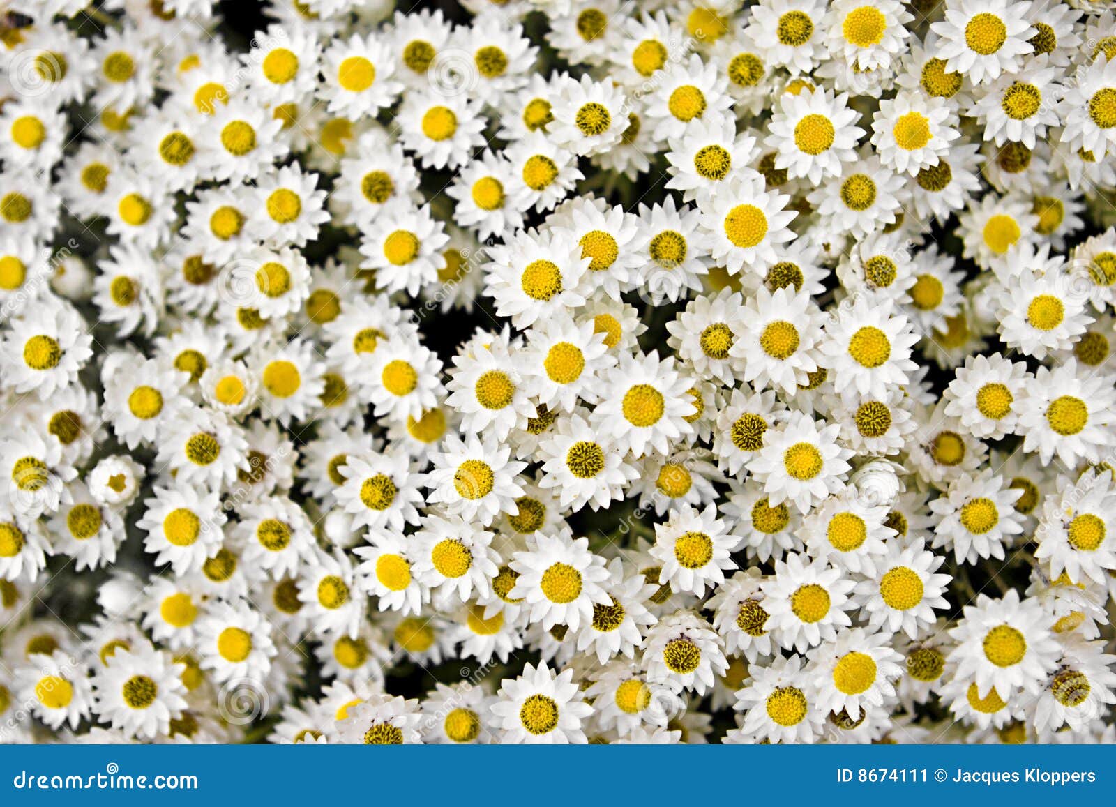 Group of Small Yellow and White Flowers Stock Image - Image of fynbos ...