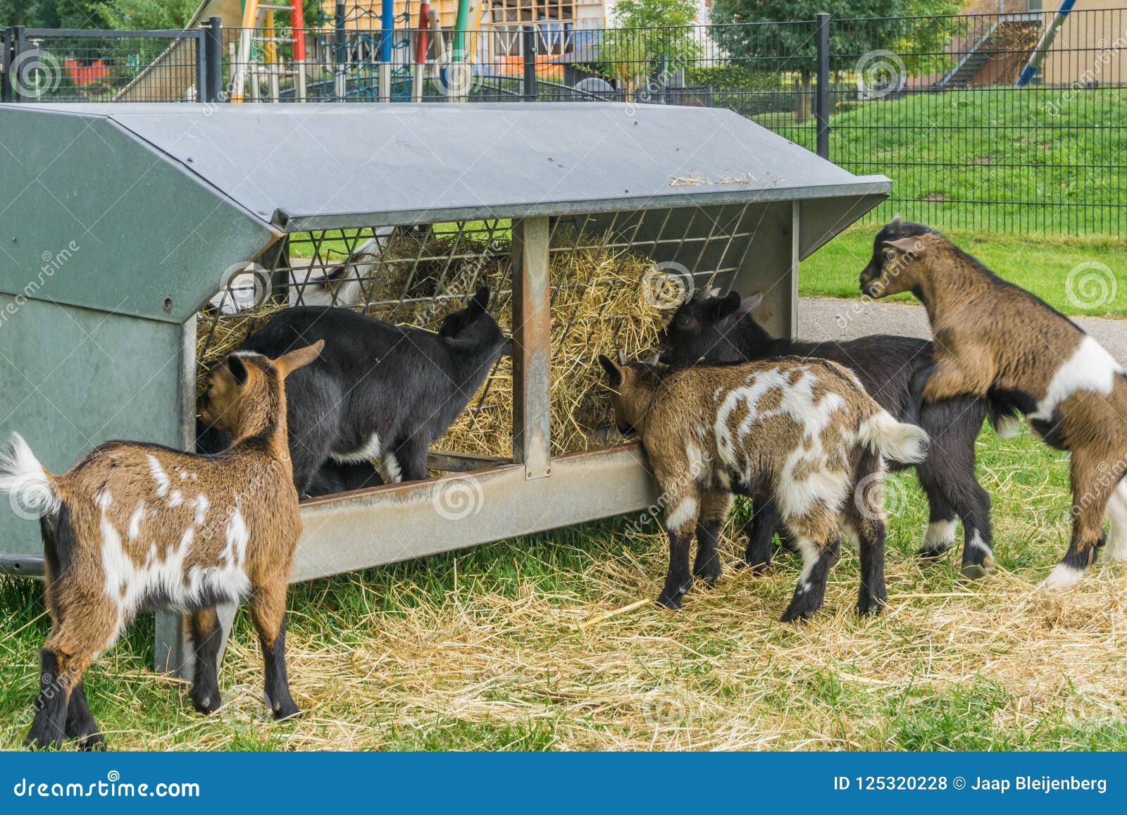 Hungry Goats In A Cage, Desperate For Food In Jail. Caged Captive ...
